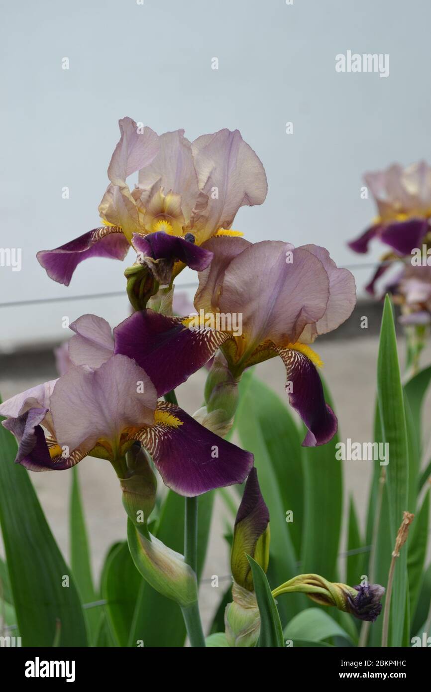 Iris. Perennial rhizomatous plant of the Iris family (Iridaceae ...