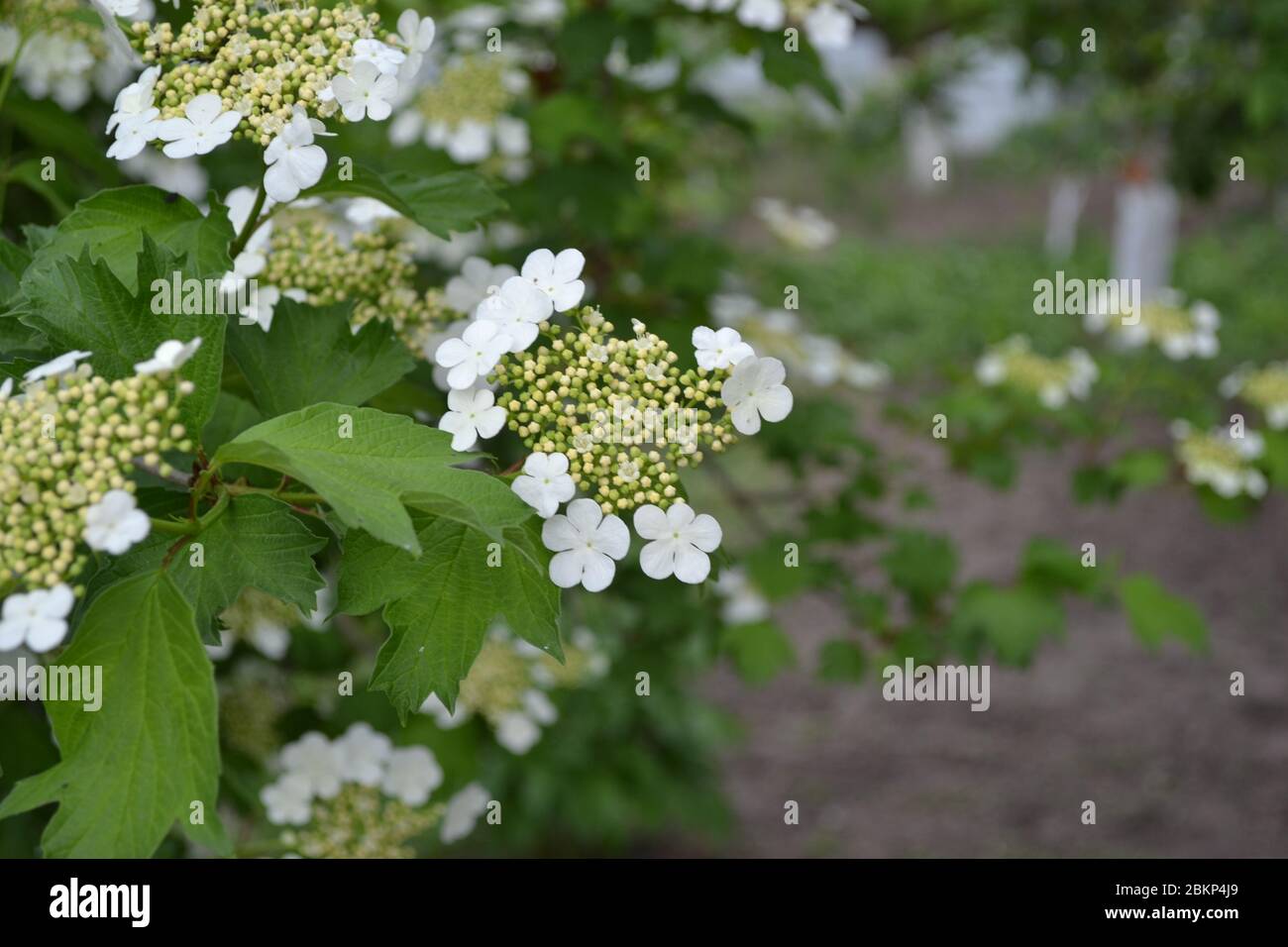 Kalina flowers viburnum opulus hi-res stock photography and images - Alamy