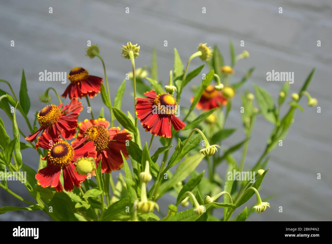 Beautiful summer flower. Home garden, bed. Helenium Konigstiger ...