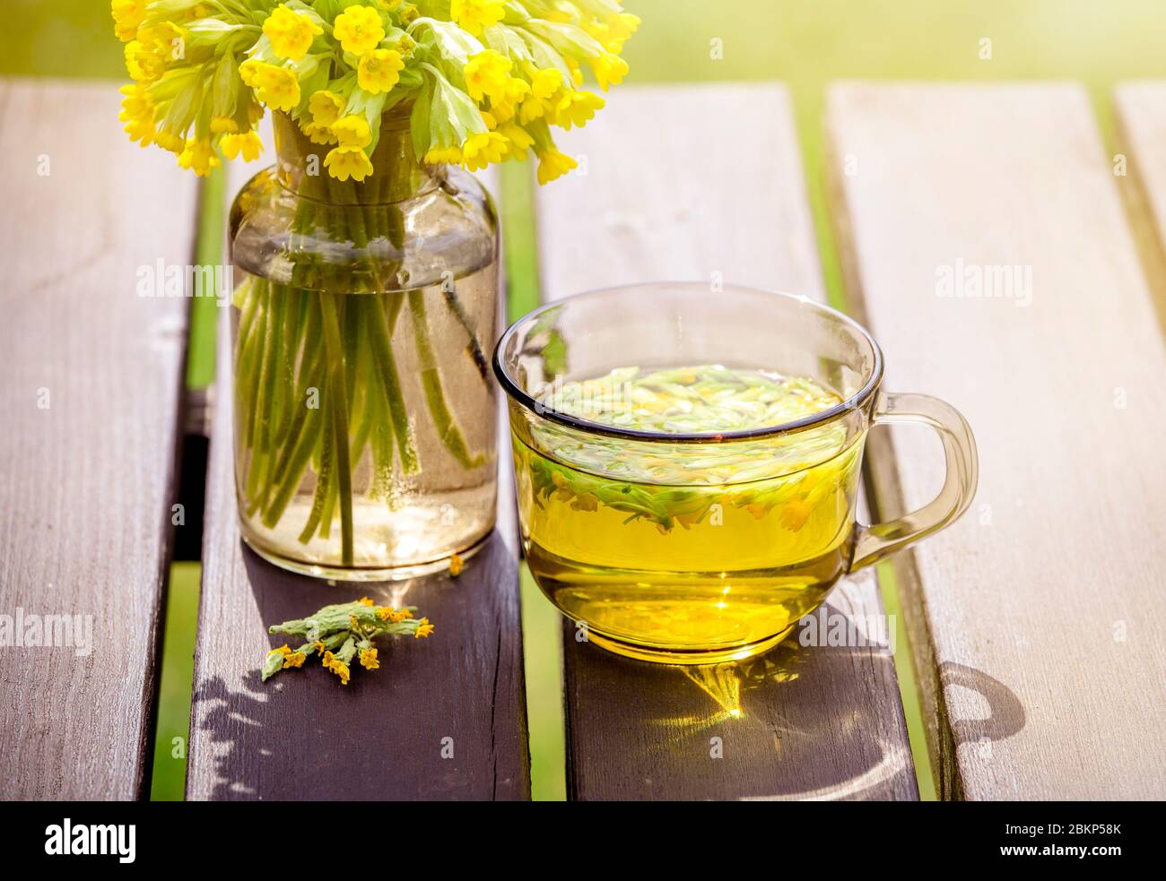 Cup of Primula veris tea (cowslip, common cowslip, cowslip primrose ...