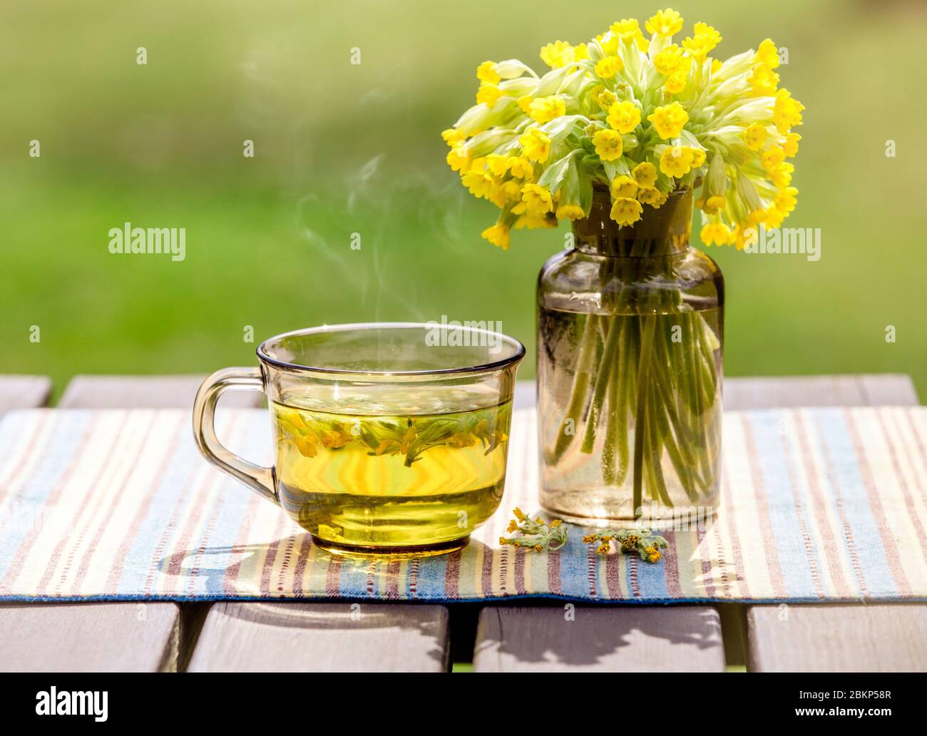 Cup of Primula veris tea (cowslip, common cowslip, cowslip primrose ...