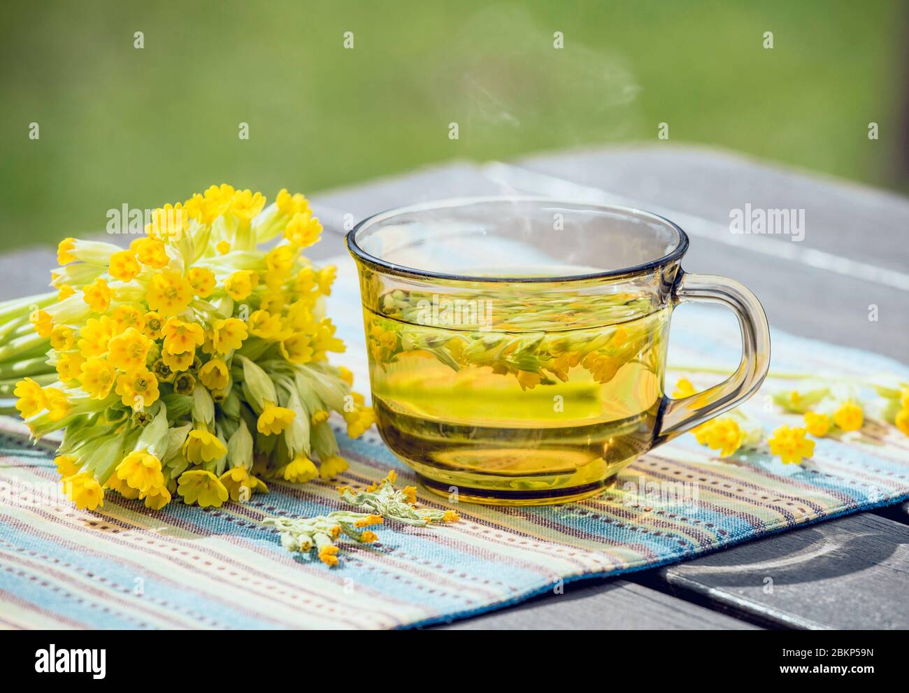 Cup of Primula veris tea (cowslip, common cowslip, cowslip primrose ...