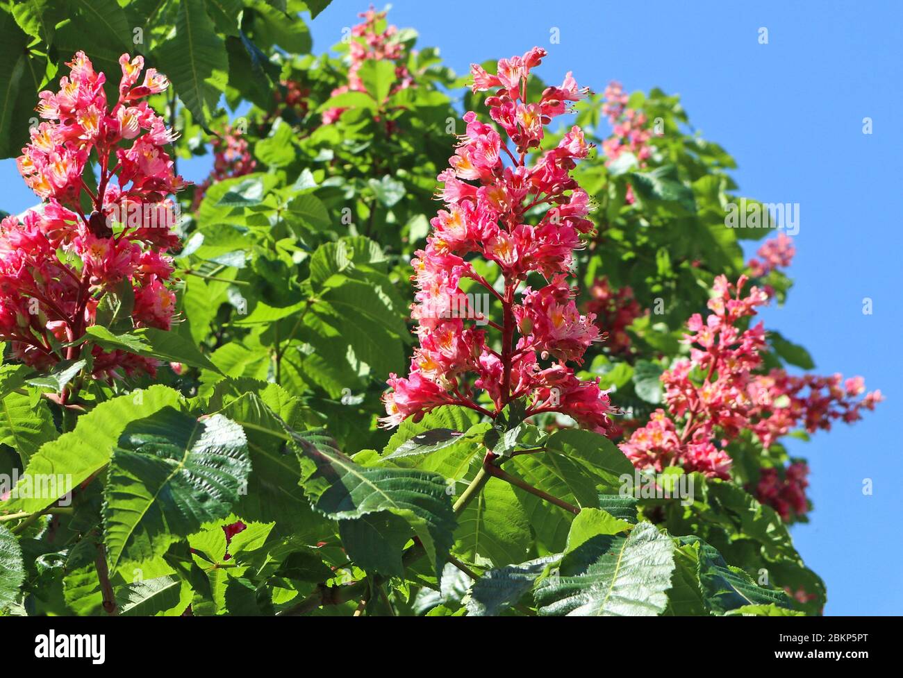 Flowers of the chestnut tree Stock Photo - Alamy