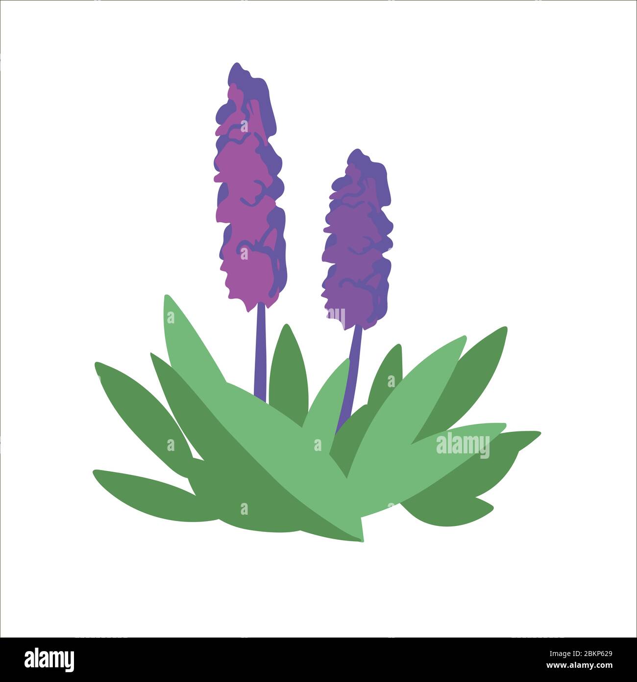 Hyacinth flowers isolated in cartoon style on white background Stock ...