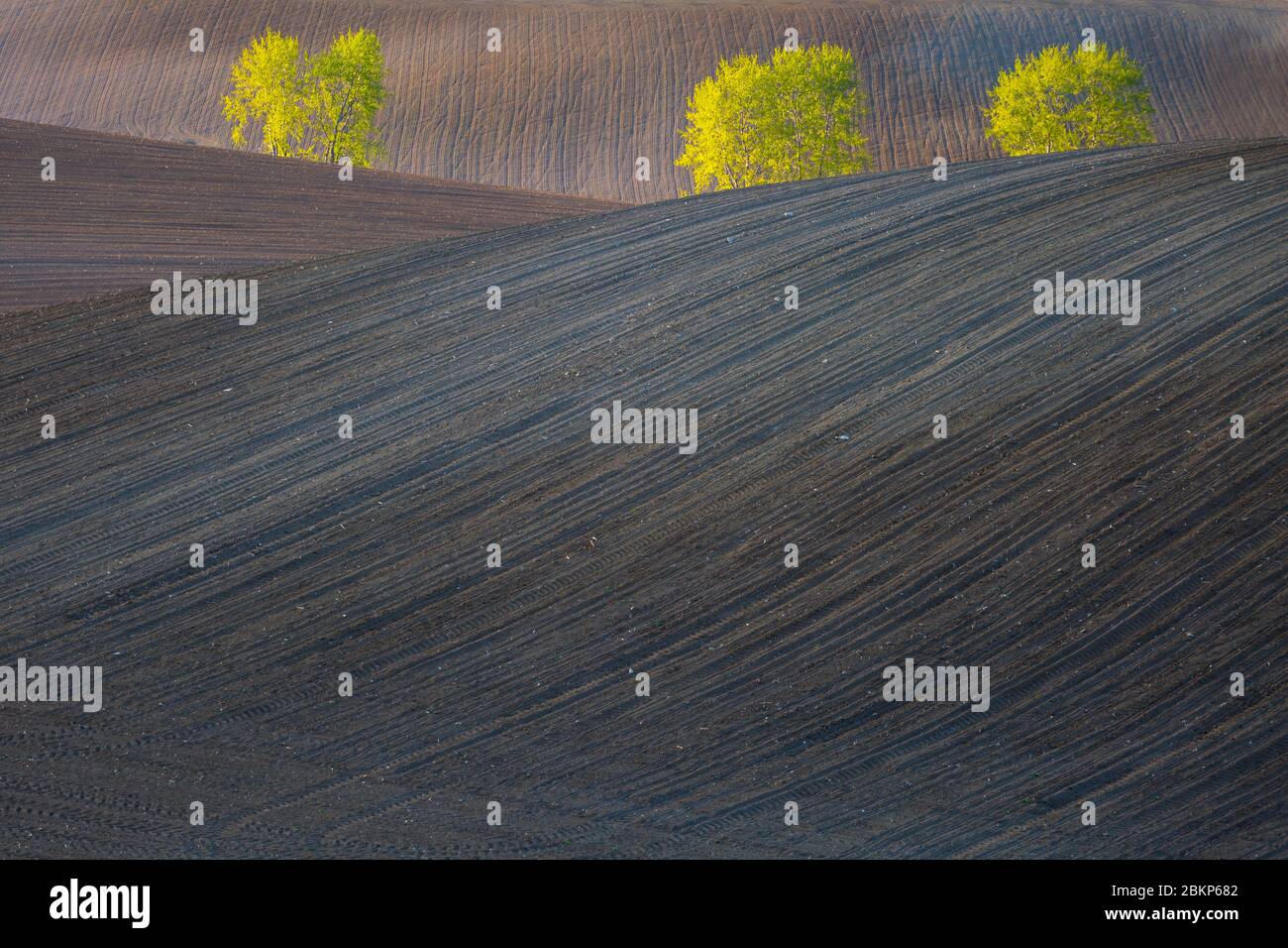 Trees in the fields of Turiec region in northern Slovakia Stock Photo ...