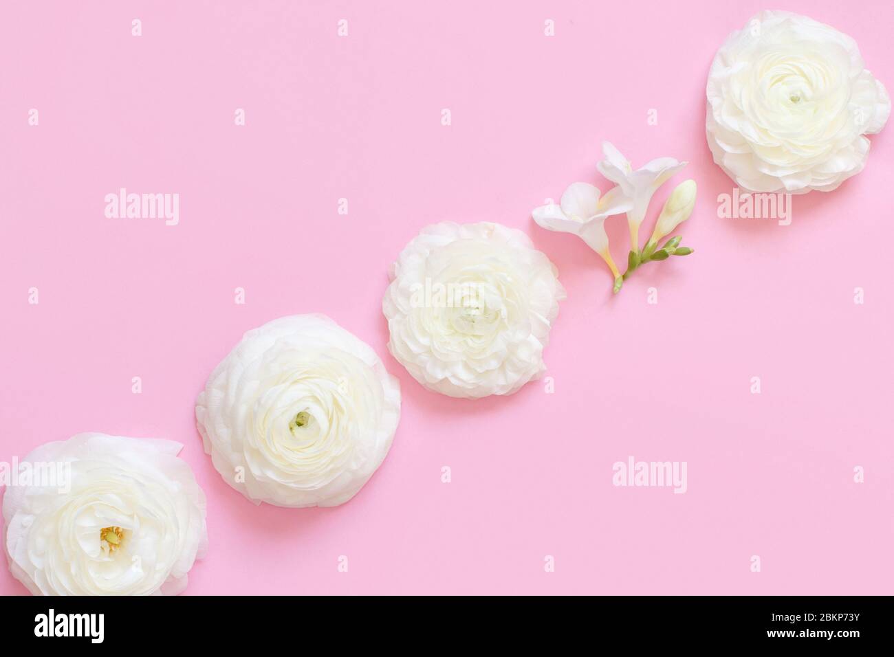 Cream ranunculus flowers on a light pink background top view Stock ...