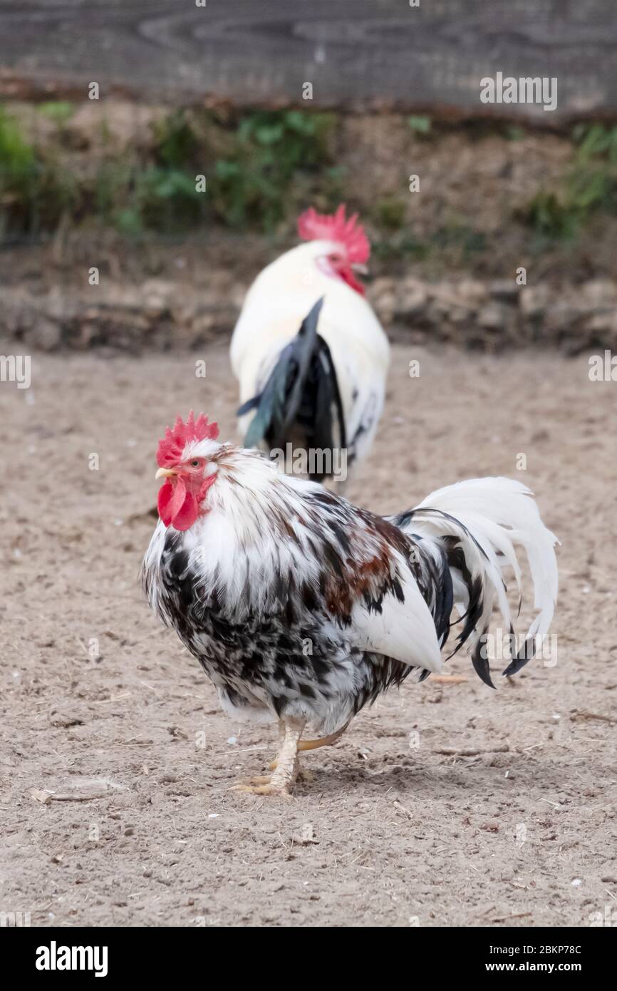White Rooster High Resolution Stock Photography and Images - Alamy