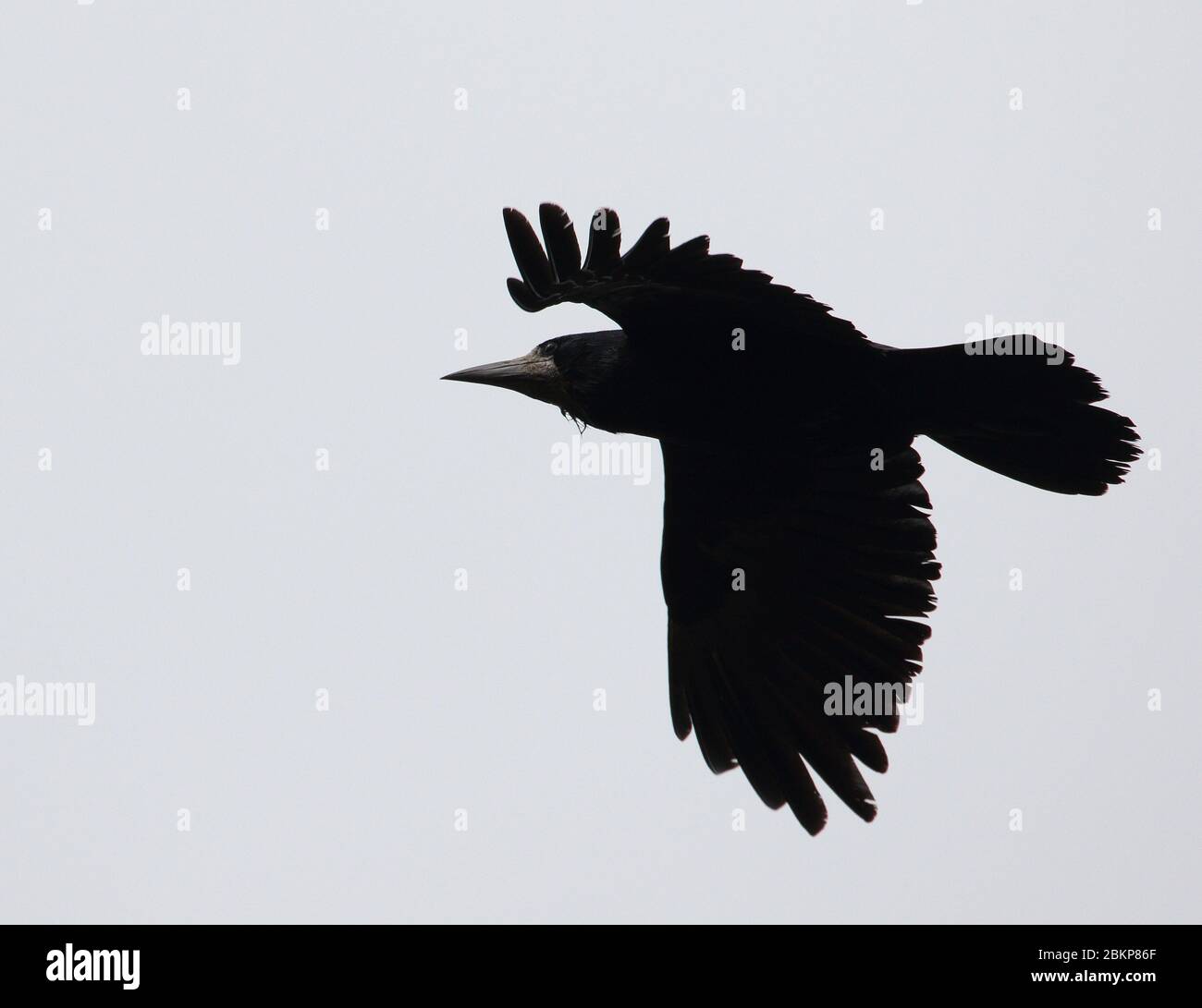 Rooks flying crow hi-res stock photography and images - Alamy