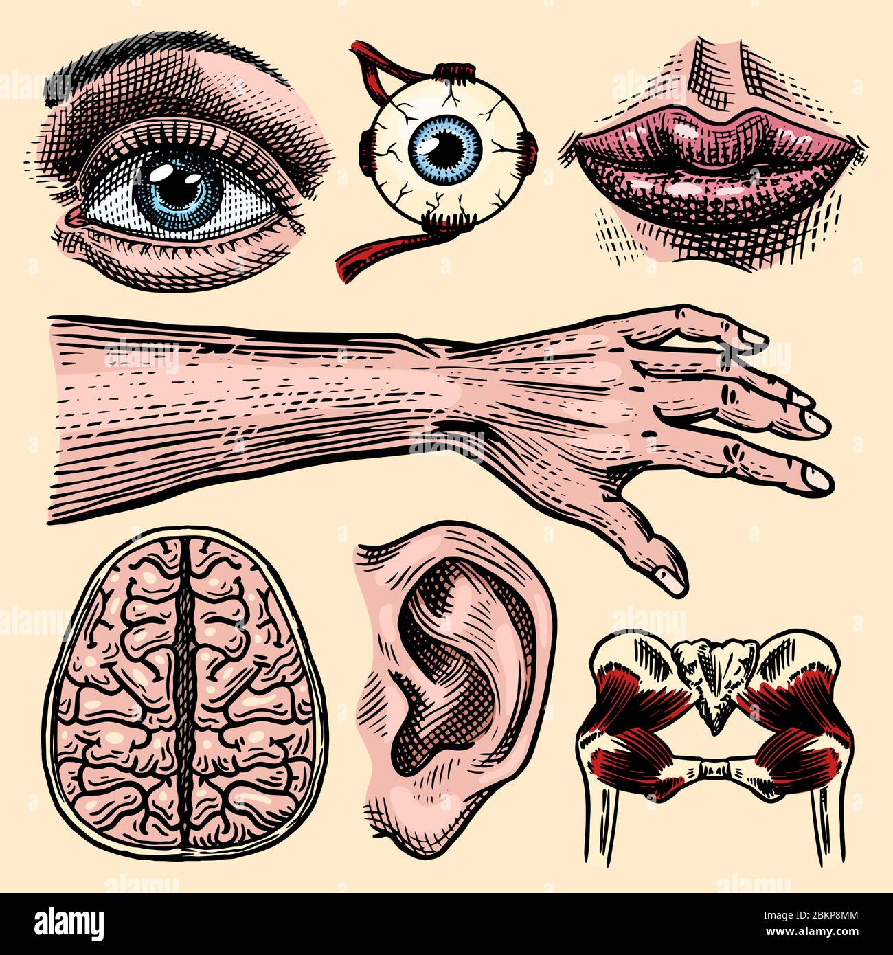 Anatomy of human bones and muscles set. Organ systems. Body and Thorax ...