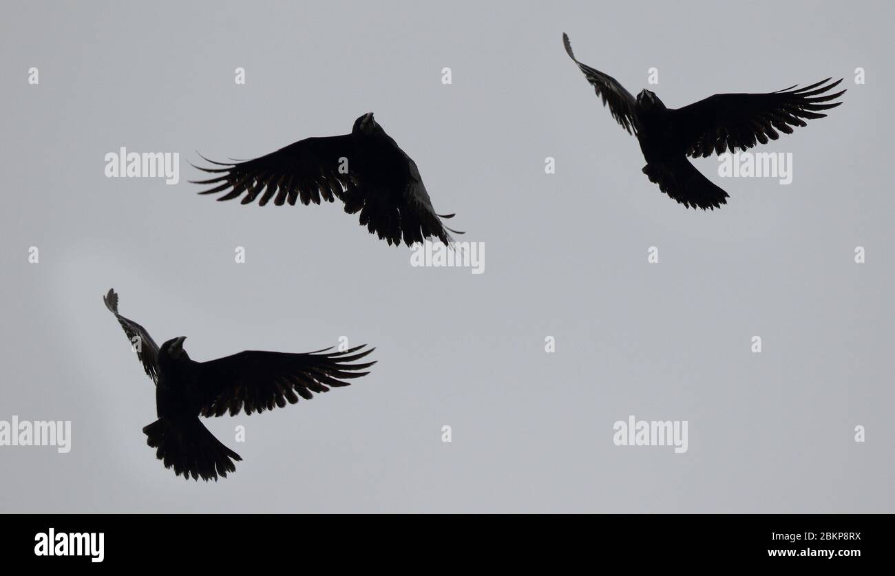 Secondary eyes hi-res stock photography and images - Alamy