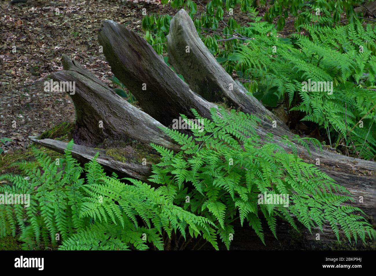 Interesting tree roots hi-res stock photography and images - Alamy