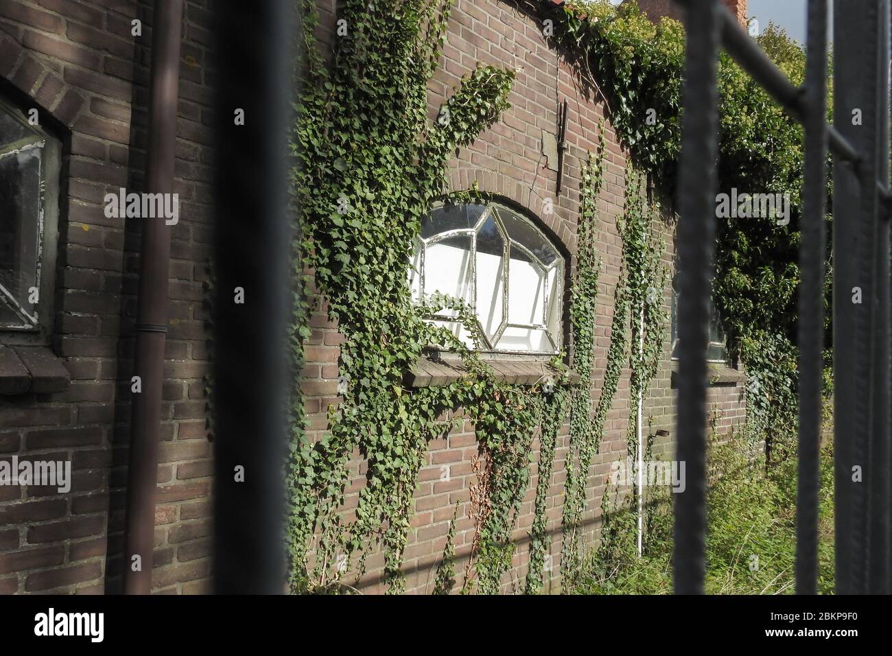 Wall with window of an abandoned farm is overgrown with ivy (Hedera ...