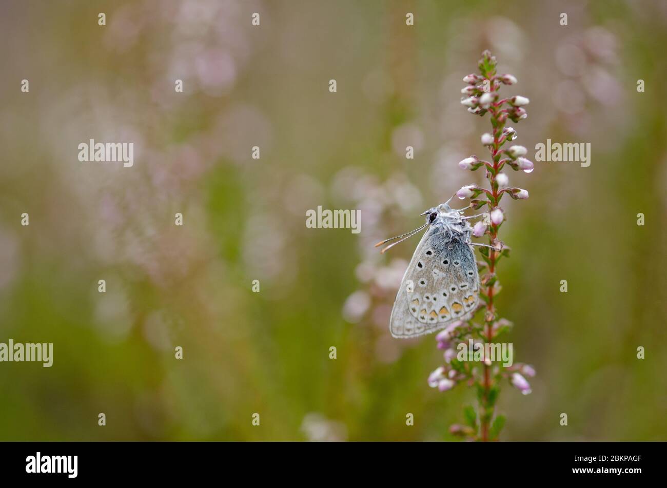 Common Blue butterfly roosting on pale pink heather spike with soft ...