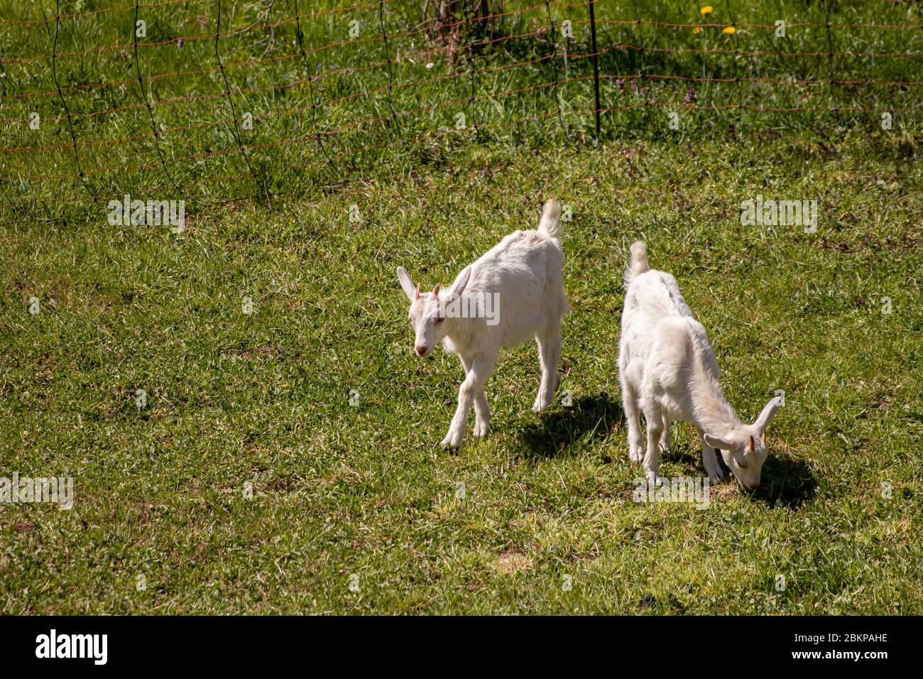 Two small cute goats in fence Stock Photo - Alamy