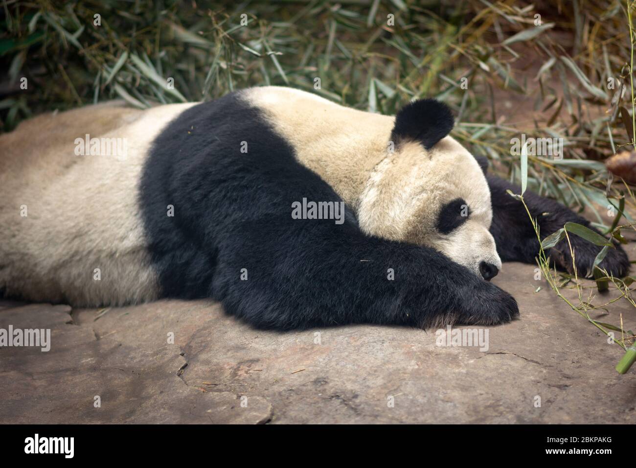 Giant Pandas Sleeping