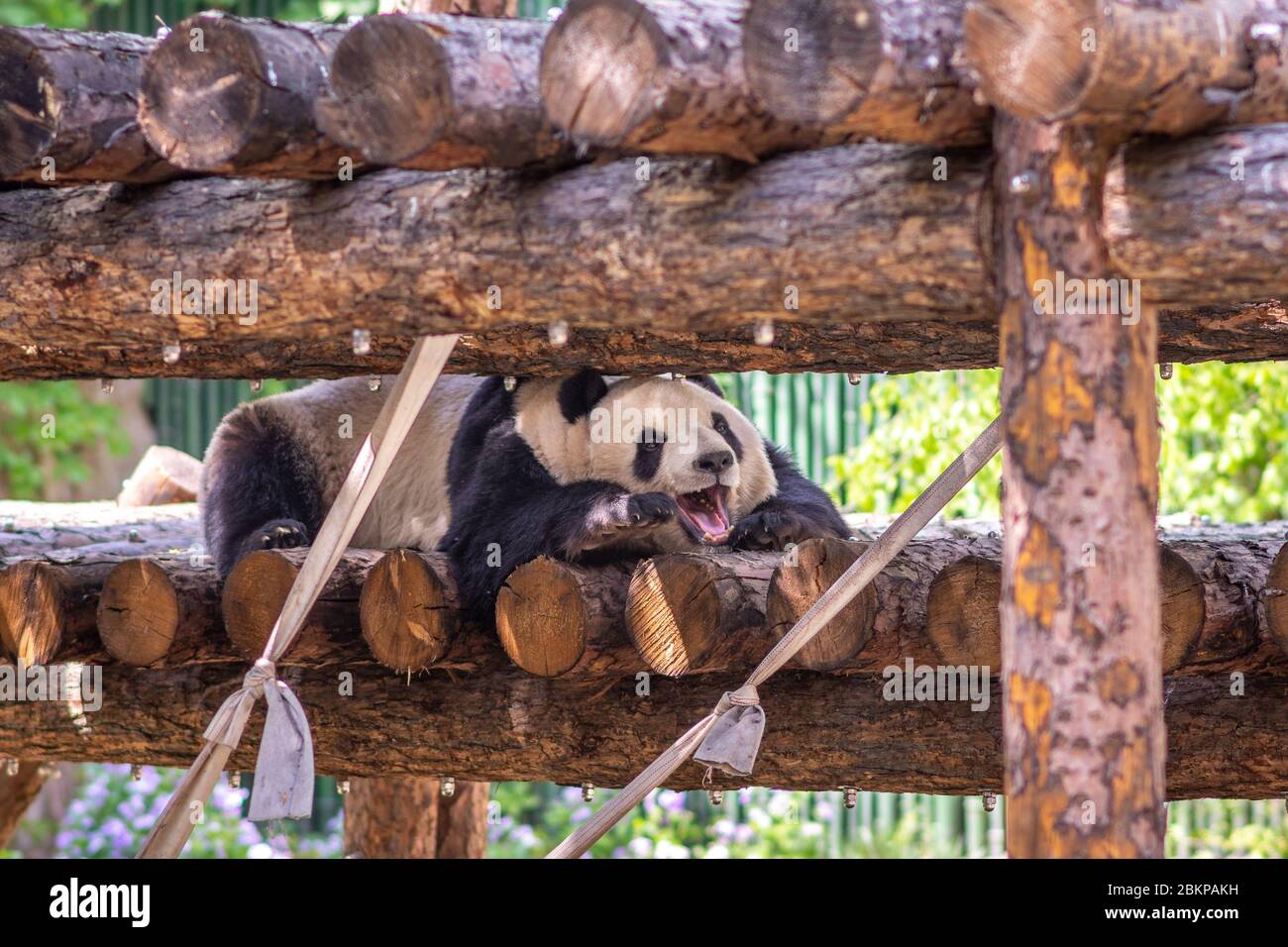 Cute Giant panda yawning at Beijing Zoo, China Stock Photo - Alamy