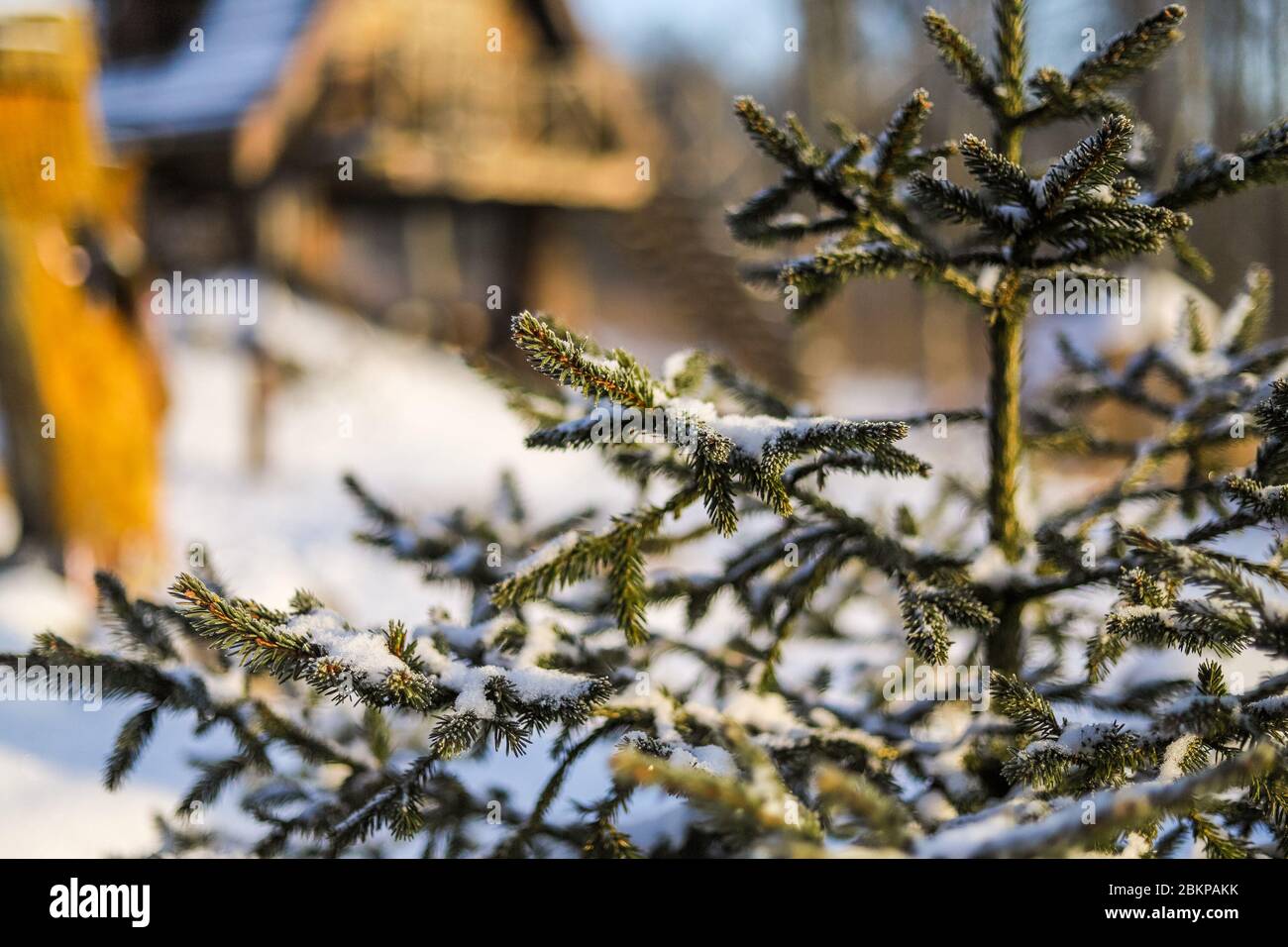 Christmas tree a rural tourism Stock Photo - Alamy