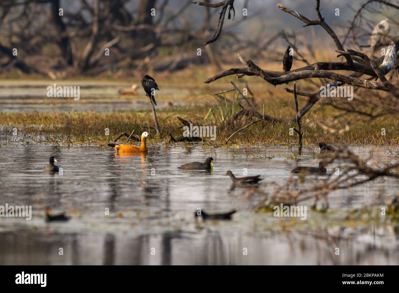 ruddy shelduck or brahminy duck a orange color bird in beautiful ...