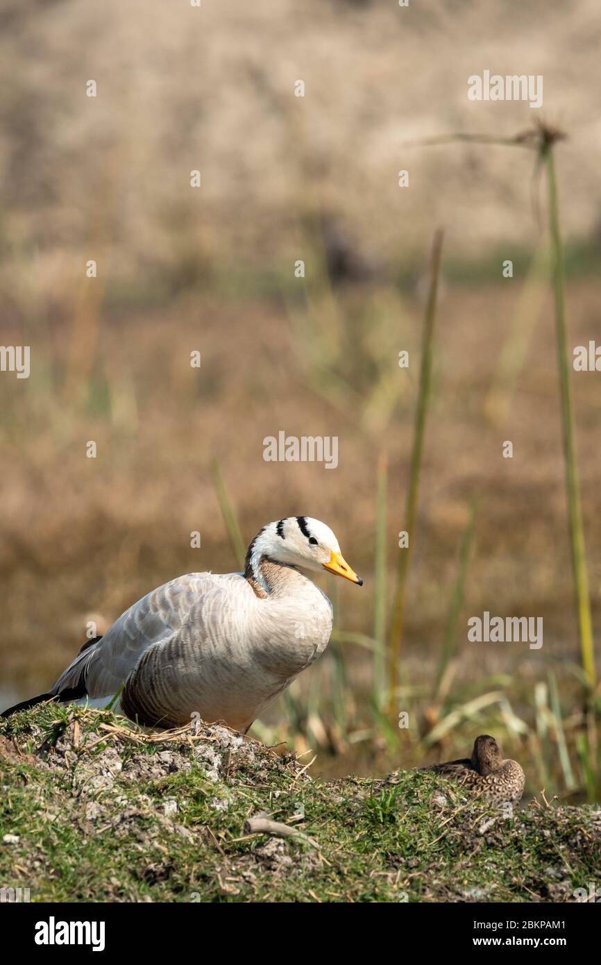 Highest flying bird of india hi-res stock photography and images - Alamy