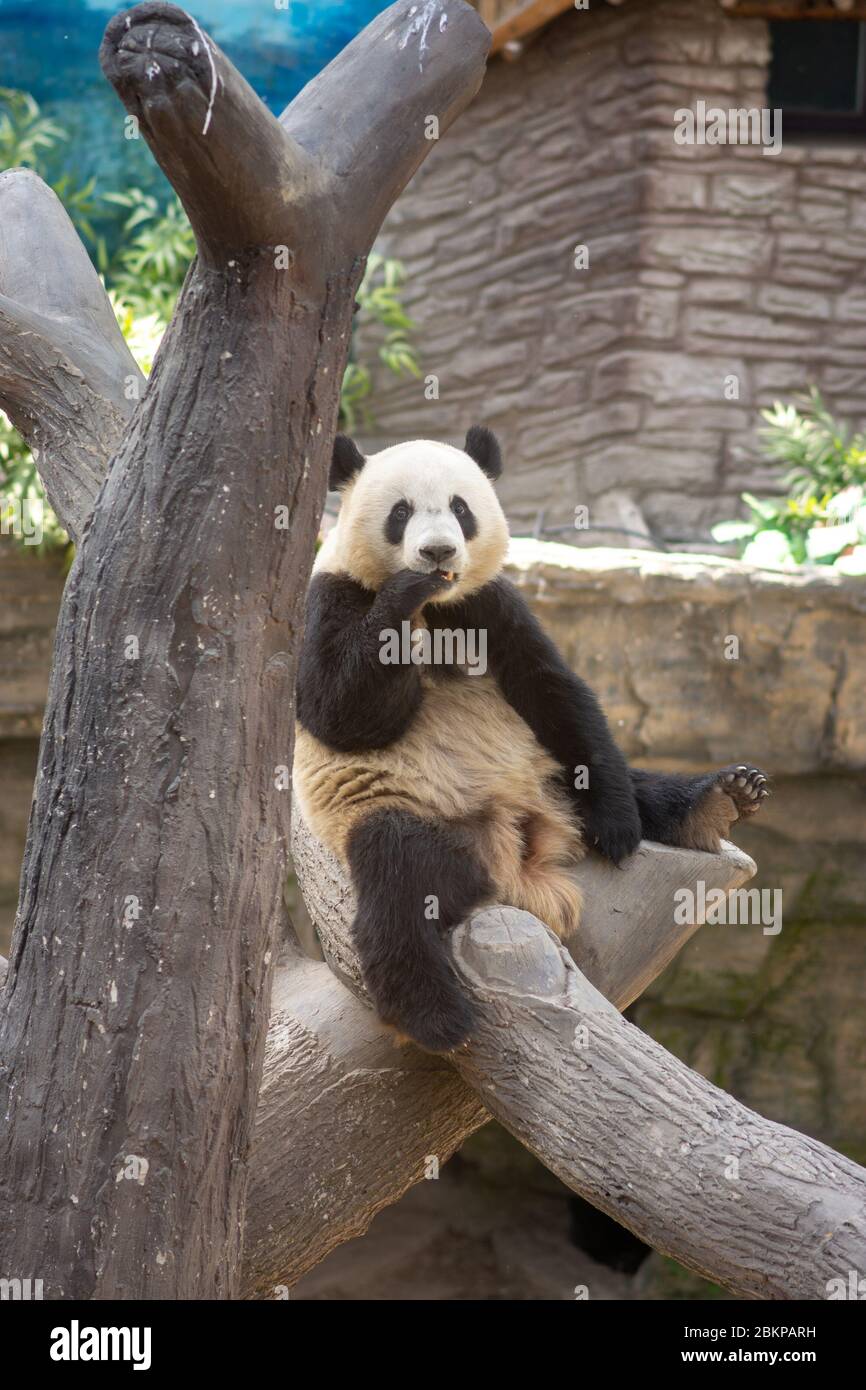 Cute Giant panda on a tree at Beijing Zoo, China Stock Photo - Alamy