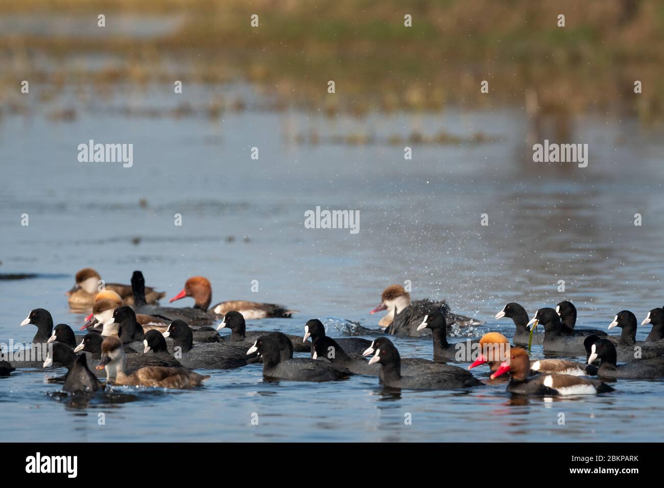 Eurasian coot or common coot or Fulica atra flock with red crested ...