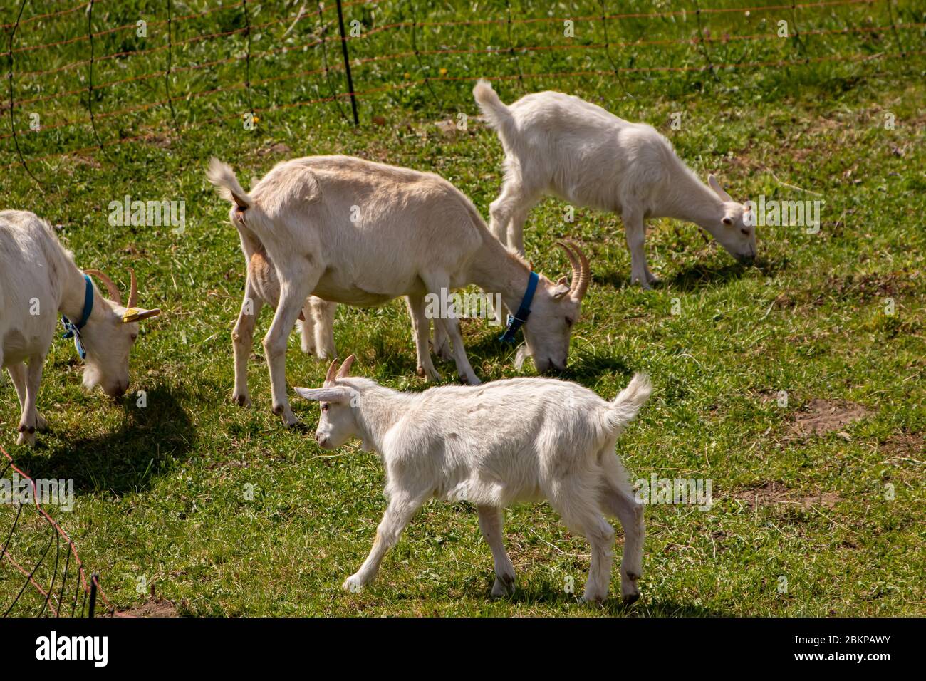 A few goats in fence Stock Photo - Alamy