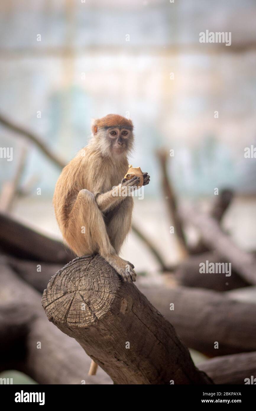 Monkey eating in zoo enclosure hi-res stock photography and images - Alamy
