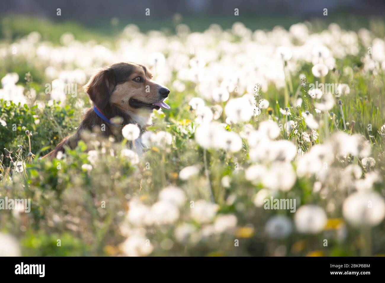 Cute little dog posing on the meadow full of fluffy dandelions Stock ...