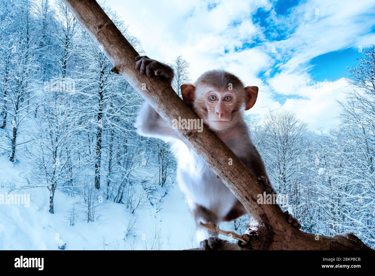 Temperature monkey hi-res stock photography and images - Alamy