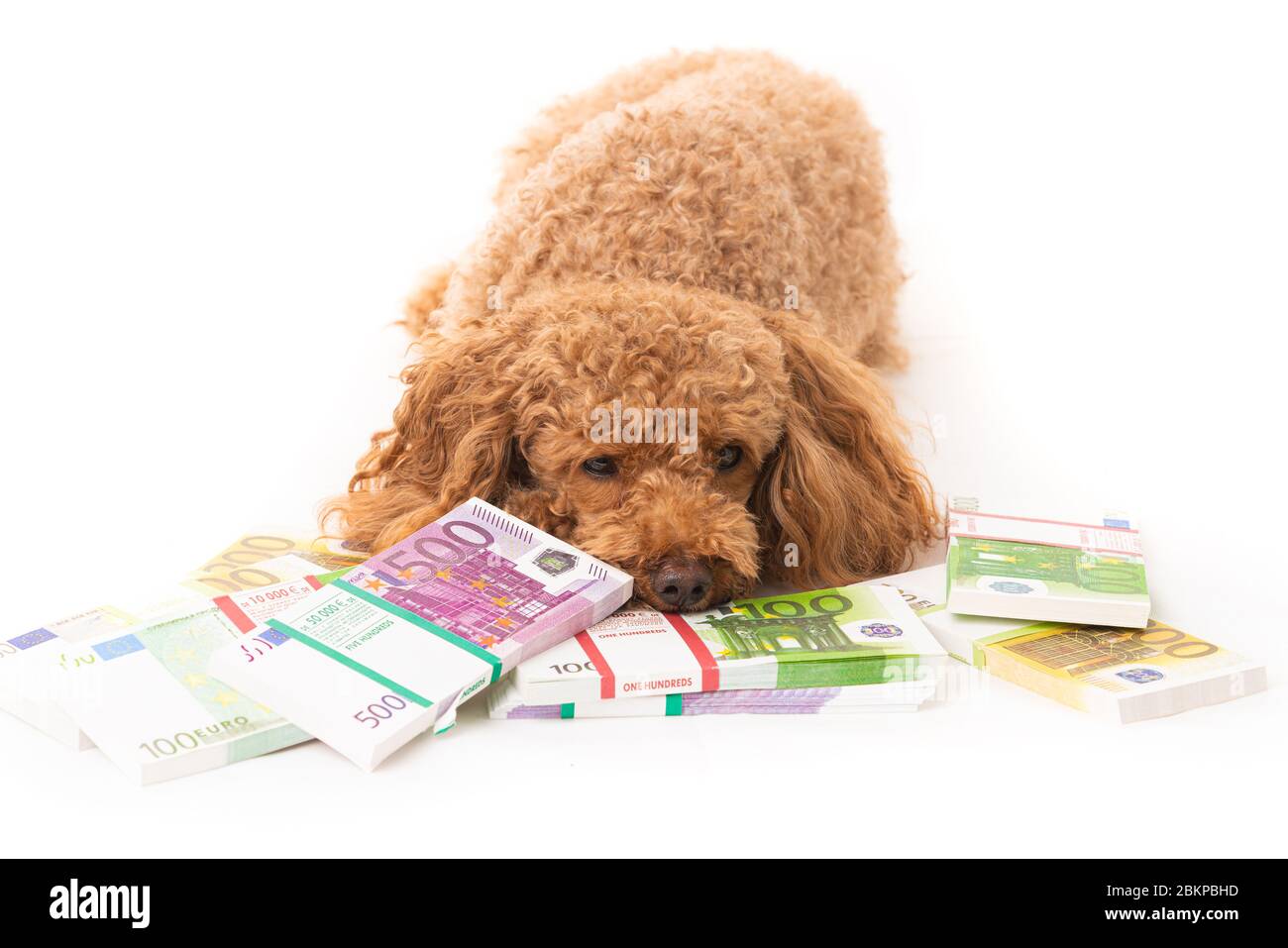 Little dog and money. money different banknotes with poodle dog Stock ...