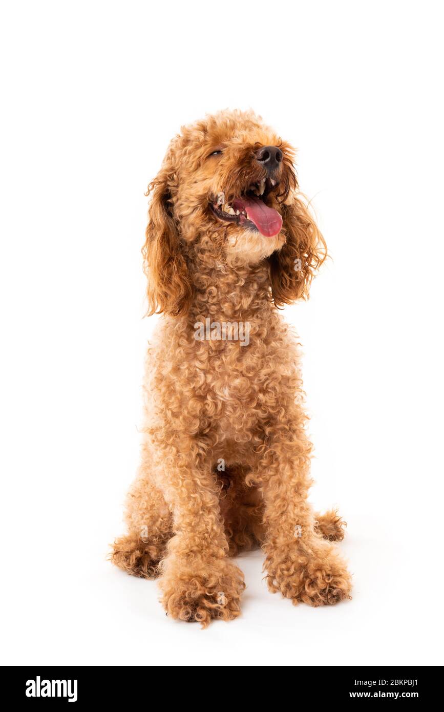 Red poodle isolated on white background Stock Photo - Alamy