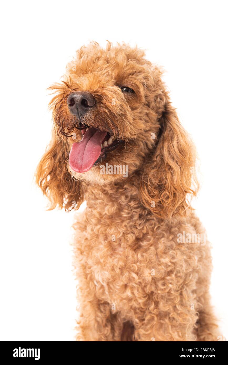 Red poodle isolated on white background Stock Photo - Alamy