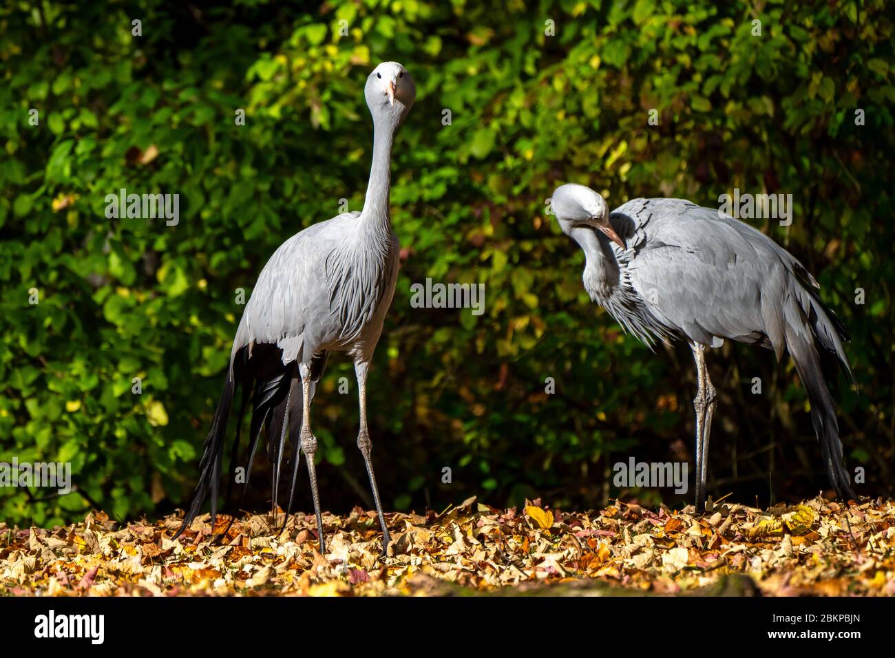The Blue Crane, Grus paradisea, is an endangered bird specie endemic to ...
