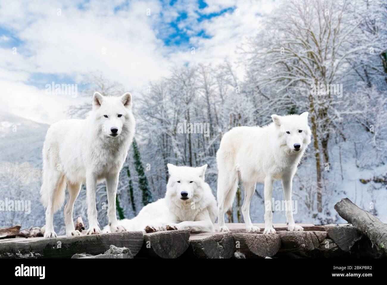 Arctic Wolves. White wolf in Winter Forest Stock Photo - Alamy