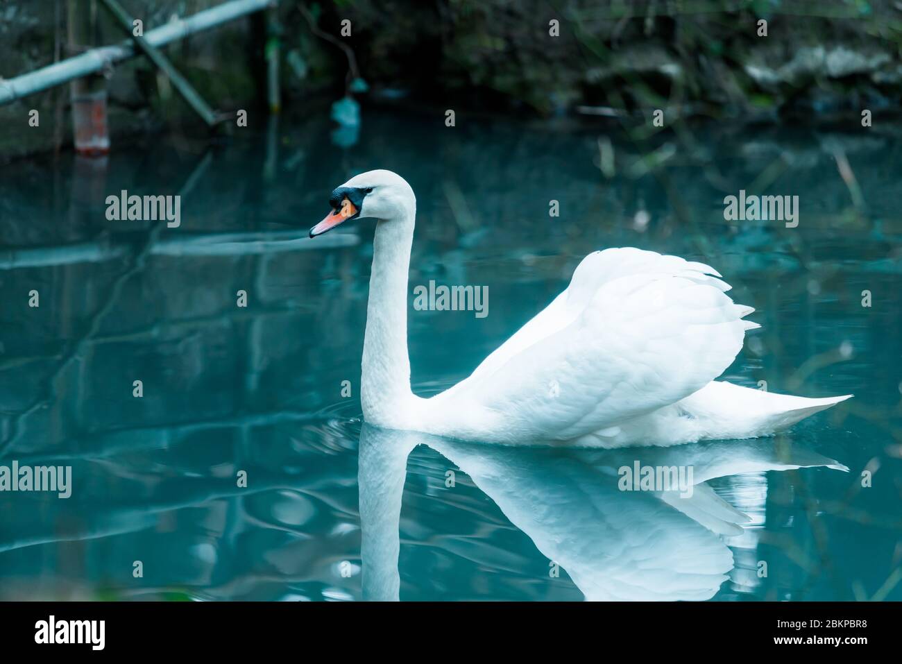 A beautiful white swan floating in the sea Stock Photo - Alamy