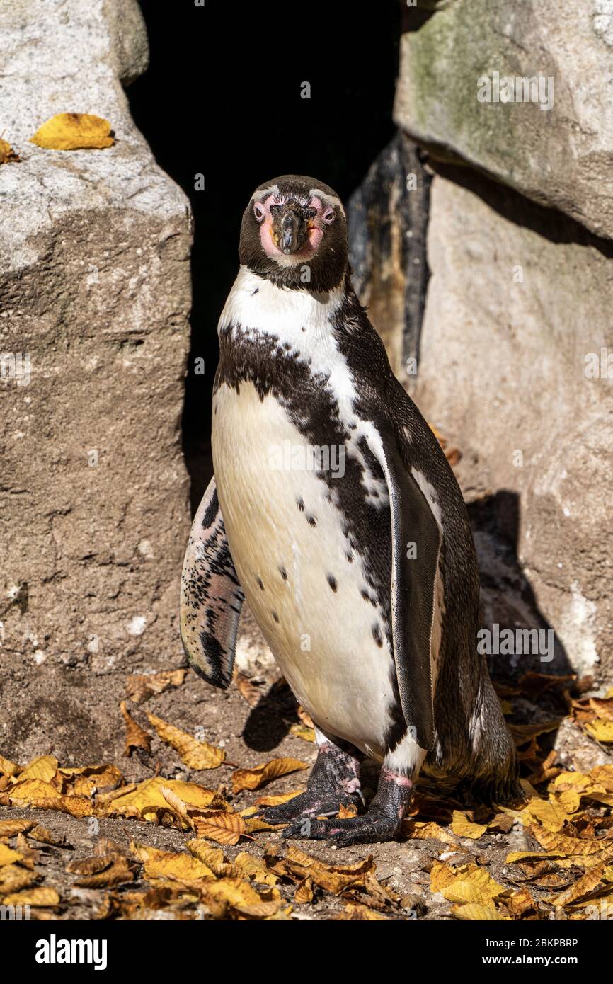 The Humboldt Penguin, Spheniscus humboldti also termed Peruvian penguin ...