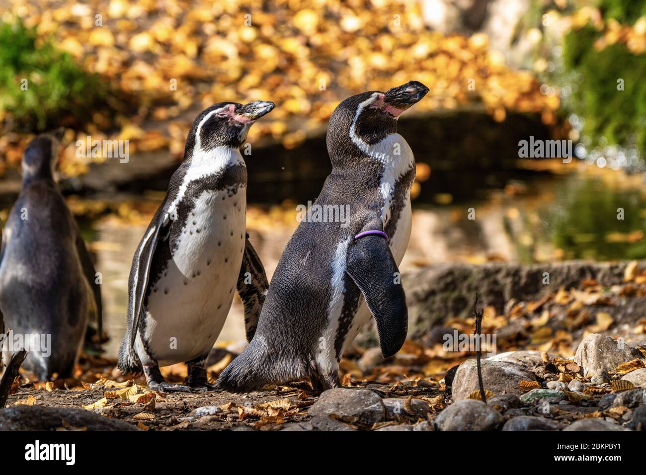 The Humboldt Penguin, Spheniscus humboldti also termed Peruvian penguin ...