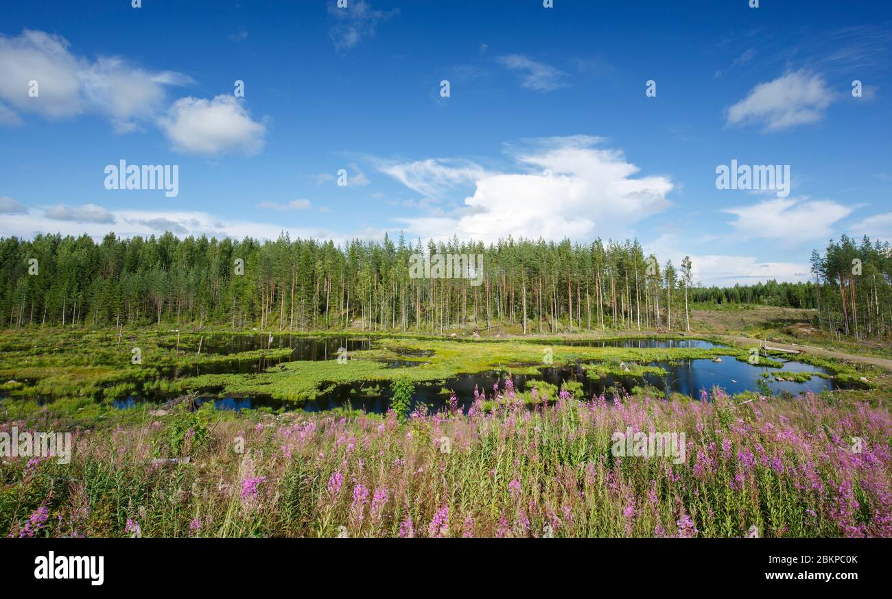 Small artificial wetland bog for hunting and nesting area for ...