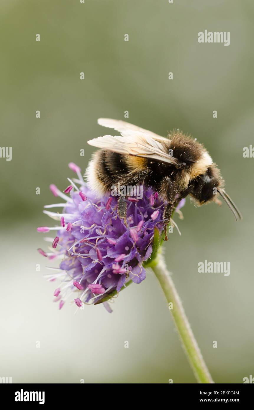 A bee balanced on a Devil’s Bit Scabious flower head set against a ...