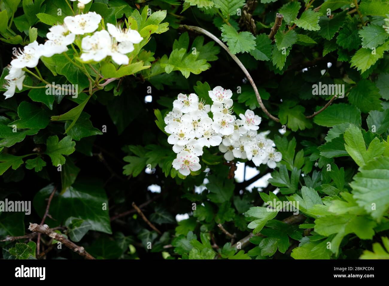 Hawthorn, May Tree, Crataegus monogyne, spring blossom, spring ...