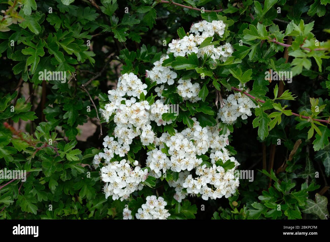 Hawthorn, May Tree, Crataegus monogyne, spring blossom, spring ...