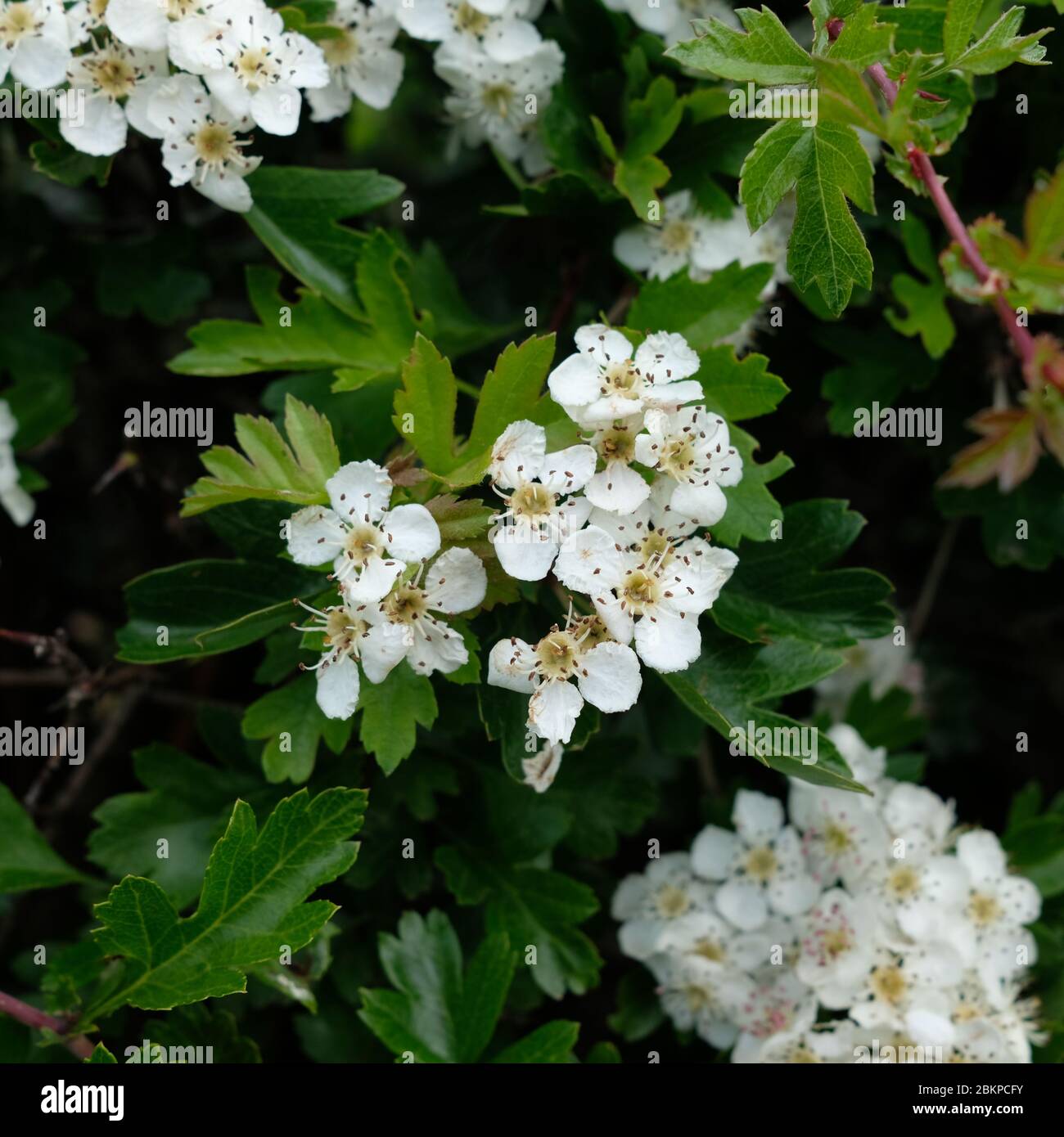 Hawthorn, May Tree, Crataegus monogyne, spring blossom, spring ...