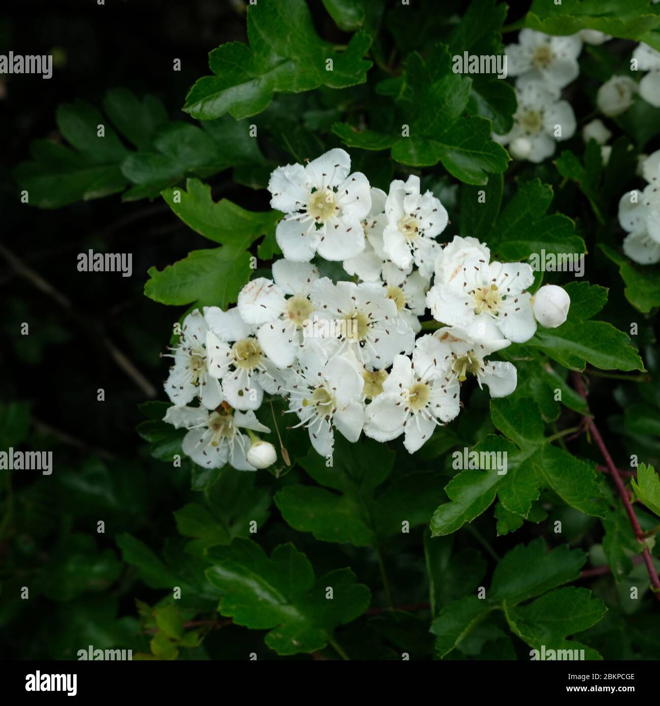 Hawthorn, May Tree, Crataegus monogyne, spring blossom, spring ...
