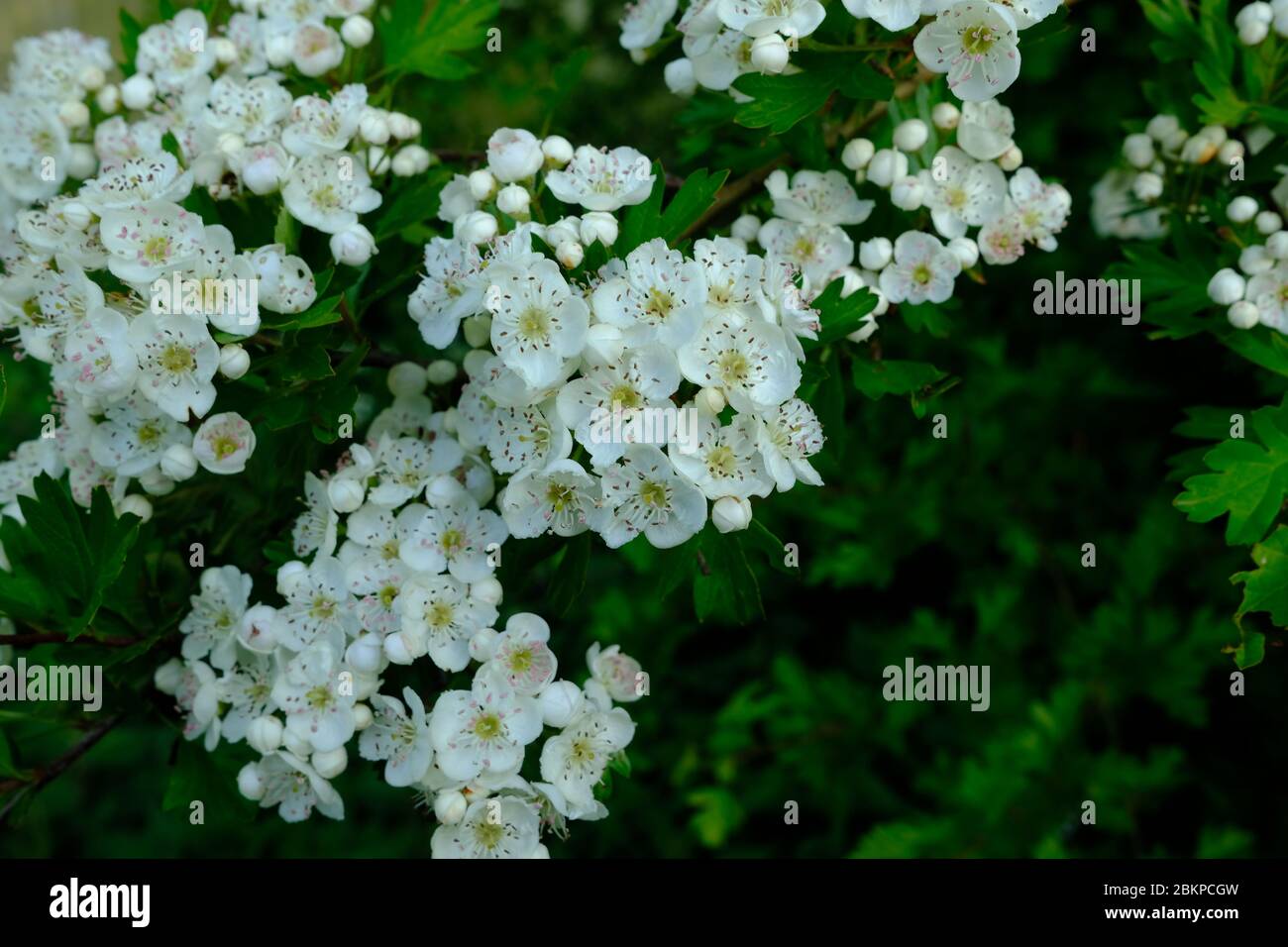 Hawthorn, May Tree, Crataegus monogyne, spring blossom, spring ...