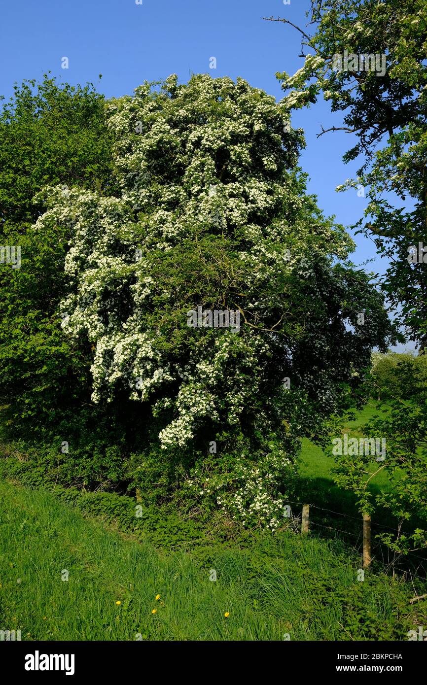 Hawthorn, May Tree, Crataegus monogyne, spring blossom, spring ...