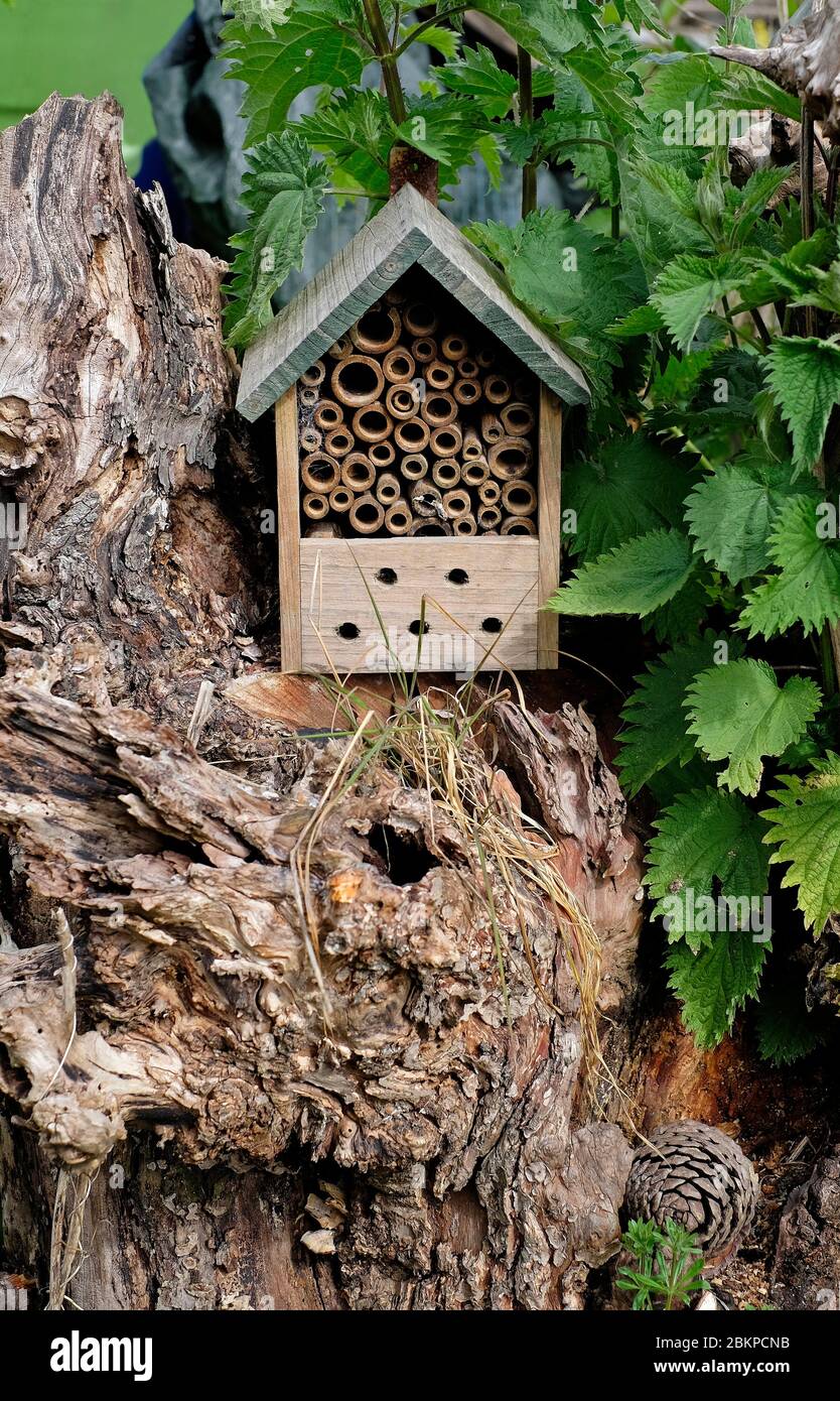 Tree stump and feature hi-res stock photography and images - Alamy