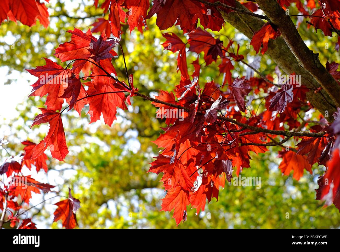 norway maple, crimson king red leaved tree, norfolk, england Stock ...