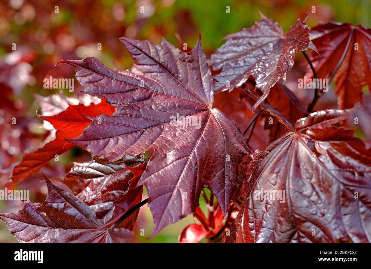 norway maple, crimson king red leaved tree, norfolk, england Stock ...