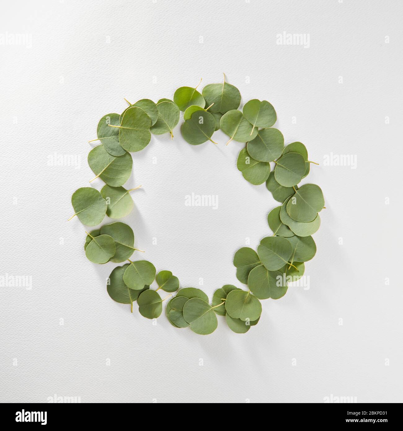 Round Eucalyptus Leaves