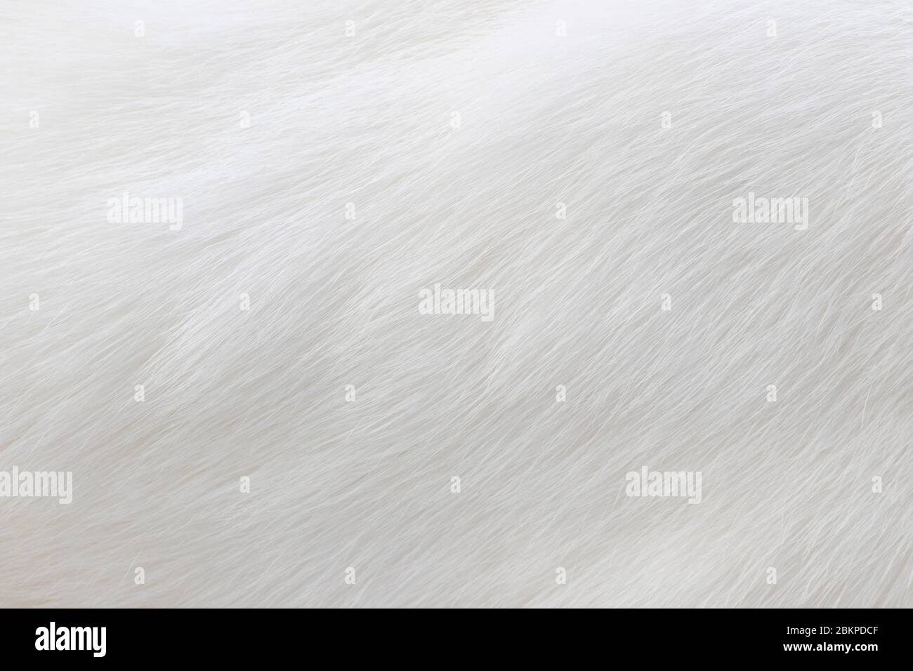 Pure white fur hi-res stock photography and images - Alamy